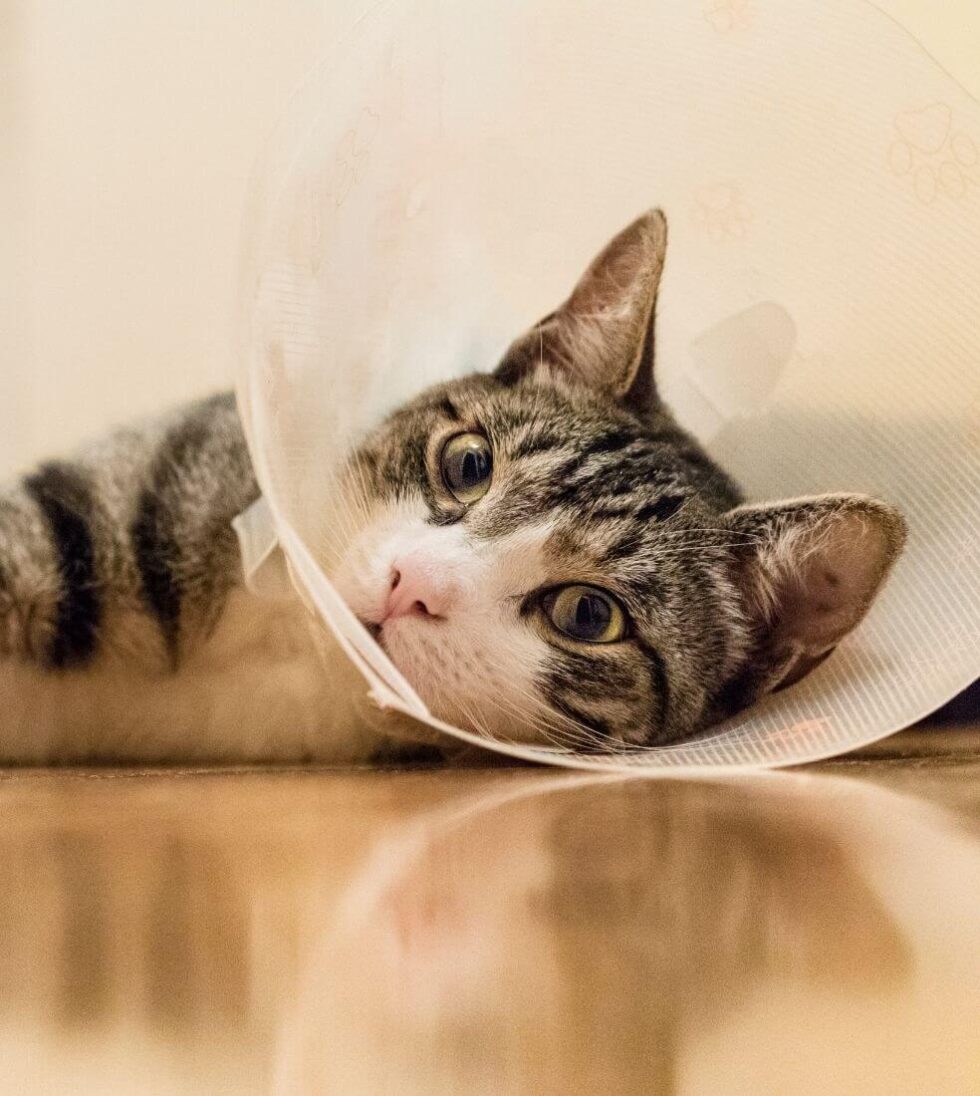 Aloha, OR 97007 Veterinary Services | Aloha Animal Medical Center
