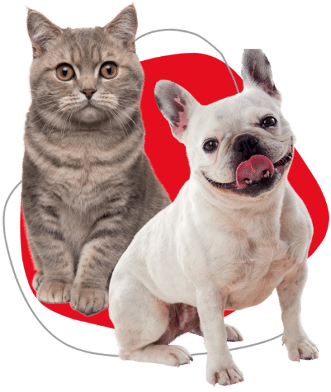 Best Veterinary Hospital In Aloha, OR | Aloha Animal Medical Center