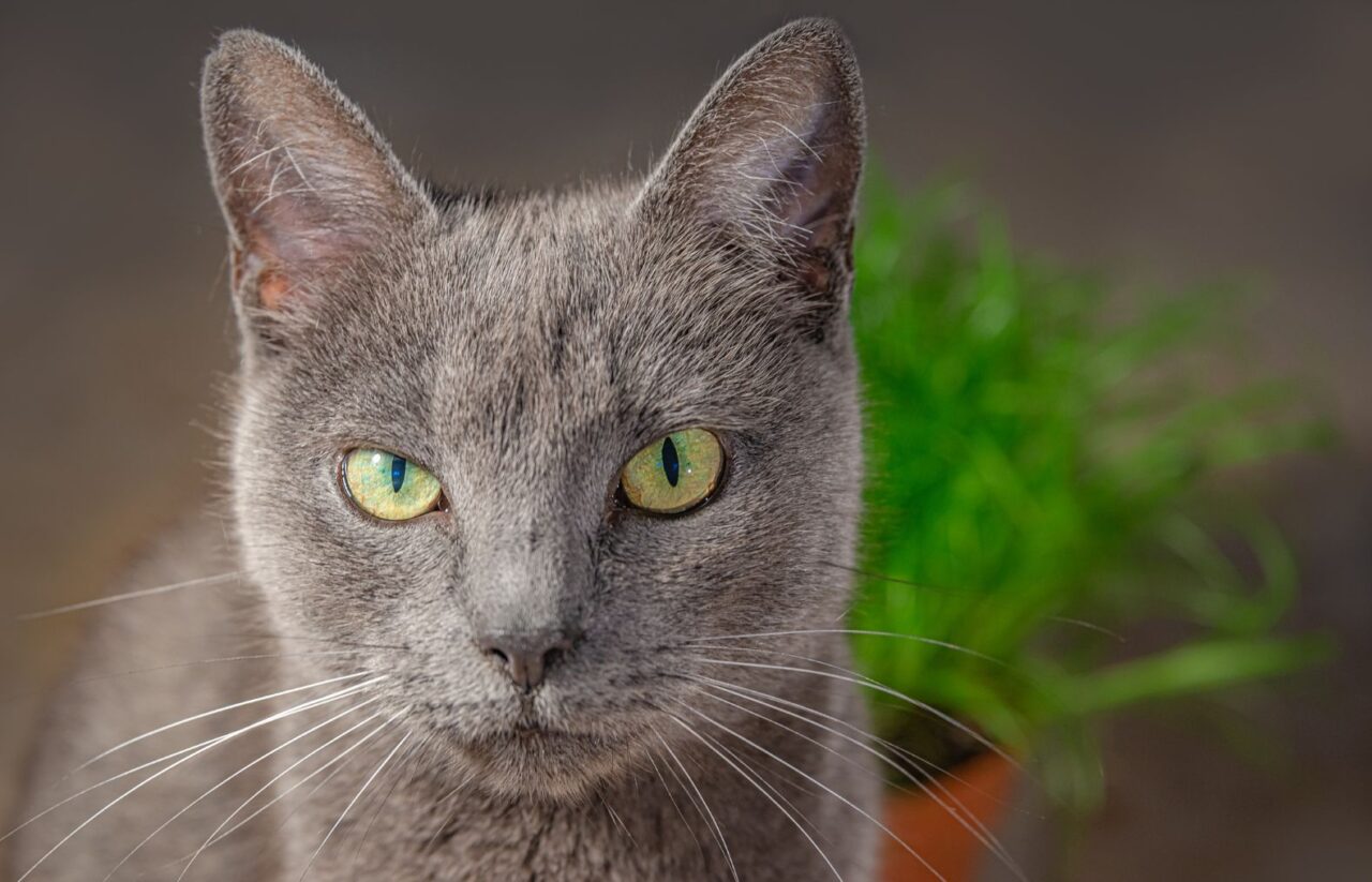 Breed Information | Aloha Animal Medical Center