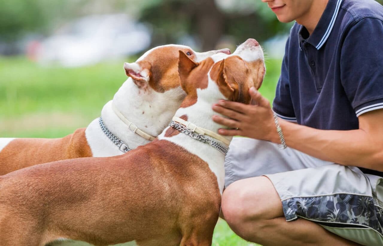 About Aloha Animal Medical Center | Vet In Aloha, OR 97007