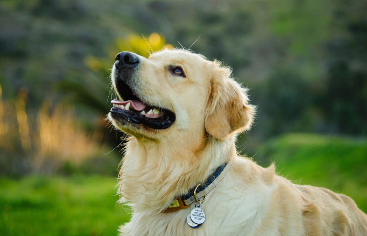 Pet Diagnostic Testing In Aloha, OR | Aloha Animal Medical Center