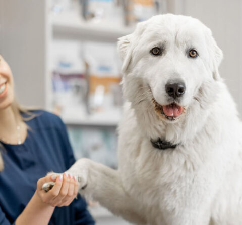 Best Veterinary Hospital In Aloha, OR | Aloha Animal Medical Center
