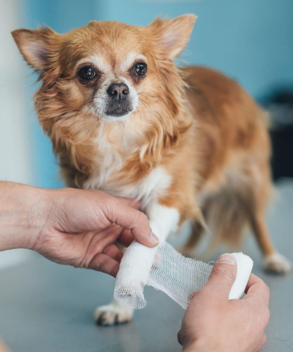 Pet Pain Management In Aloha, OR | Aloha Animal Medical Center