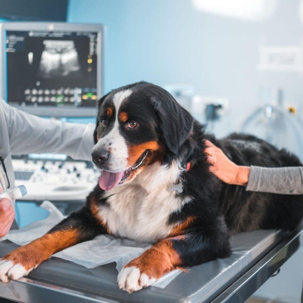 Pet Ultrasound In Aloha, OR | Aloha Animal Medical Center
