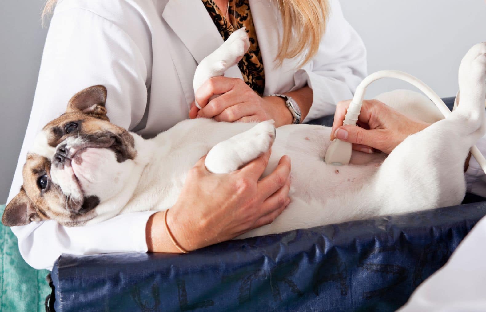 Pet Ultrasound In Aloha, OR | Aloha Animal Medical Center